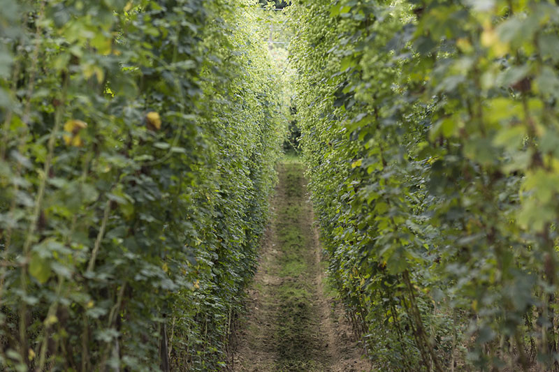 Kent Hop Farm Tour at Hukins Hops - UK Brewery Tours